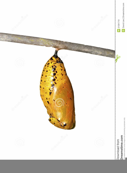 Chrysalis Clipart