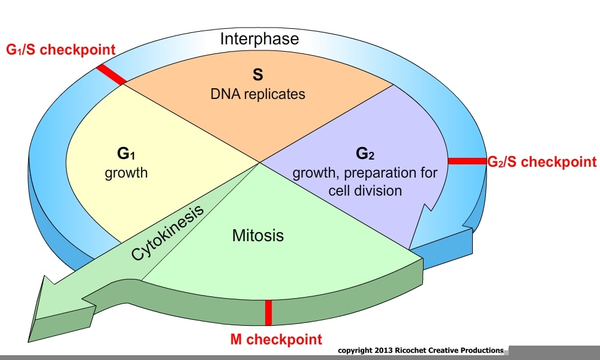 Cell Cycle Diagram Interphase