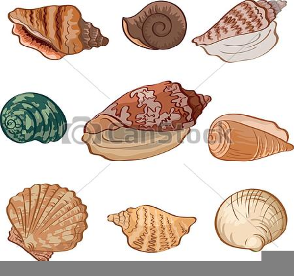 Animated Clipart Of Seashells | Free Images at Clker.com - vector clip ...