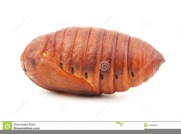 Clipart Cocoon | Free Images at Clker.com - vector clip art online ...