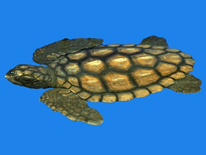Pet Turtle | Free Images at Clker.com - vector clip art online, royalty ...