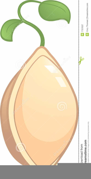 Plant Seed Clipart | Free Images at Clker.com - vector clip art online ...