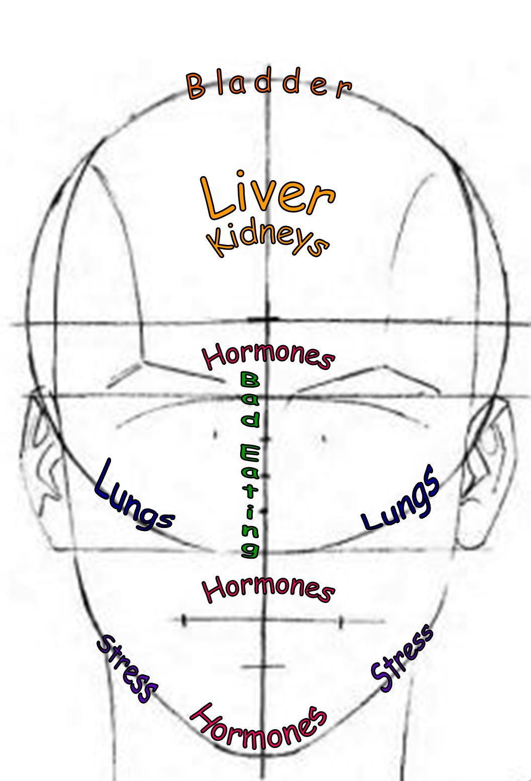 Skin Face Graph Dpi | Free Images at Clker.com - vector clip art online ...