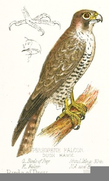 Birds Of Prey Clipart | Free Images at Clker.com - vector clip art ...