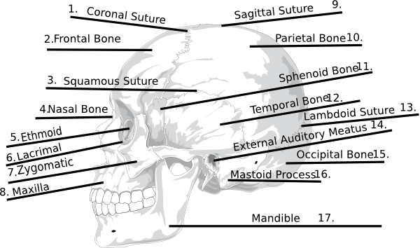 Blank Skull Labeling Worksheet