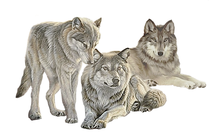 Wolves | Free Images at Clker.com - vector clip art online, royalty ...
