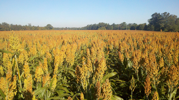 Sorghum Lg | Free Images at Clker.com - vector clip art online, royalty ...