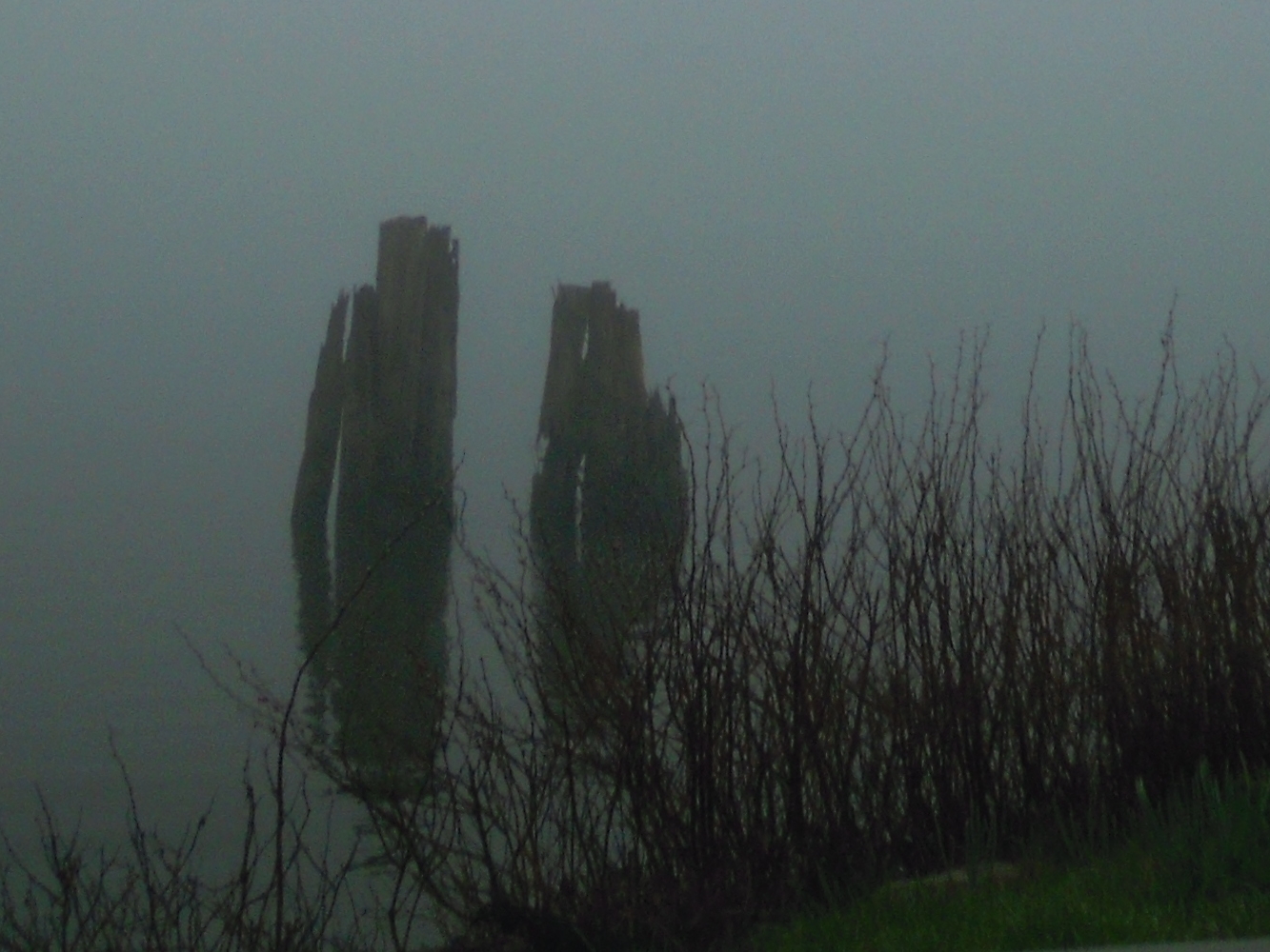 Dscn Wood In Water Reeds Fog | Free Images at Clker.com - vector clip ...