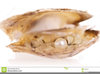 Oyster And Pearl Clipart | Free Images at Clker.com - vector clip art ...