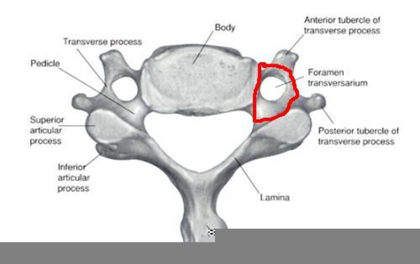 Cervical Vertebral Foramen | Free Images at Clker.com - vector clip art online, royalty free ...