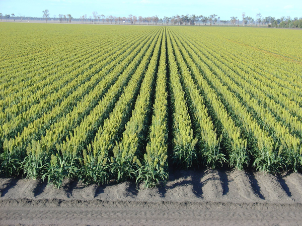 A Crop Of Sorghum | Free Images at Clker.com - vector clip art online ...