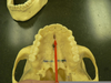 Incisive Foramen | Free Images at Clker.com - vector clip art online, royalty free & public domain