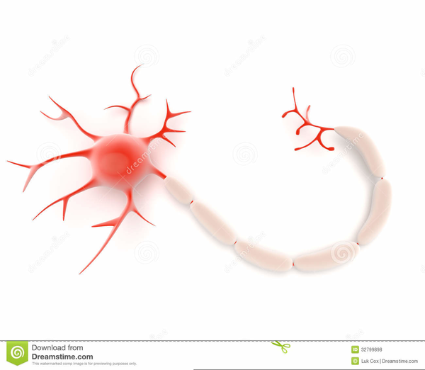 Free Neuron Clipart | Free Images at Clker.com - vector clip art online ...