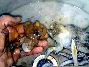 Cuttlefish Brain | Free Images at Clker.com - vector clip art online ...